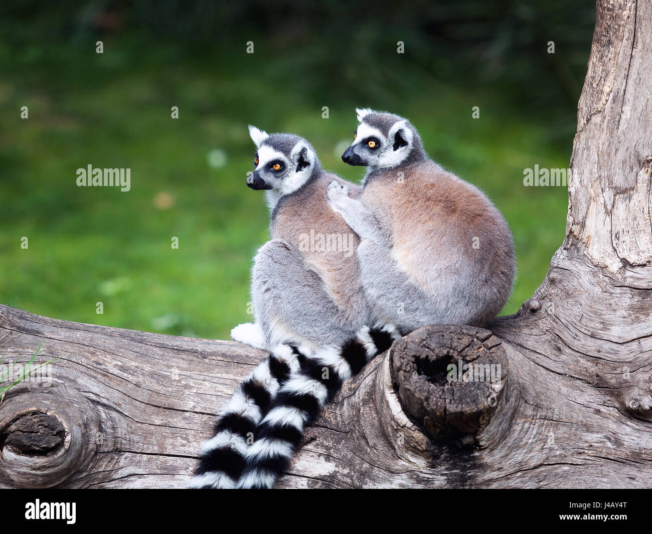 Two ring-tailed lemurs embraced together on a tree. Big eyes with ...
