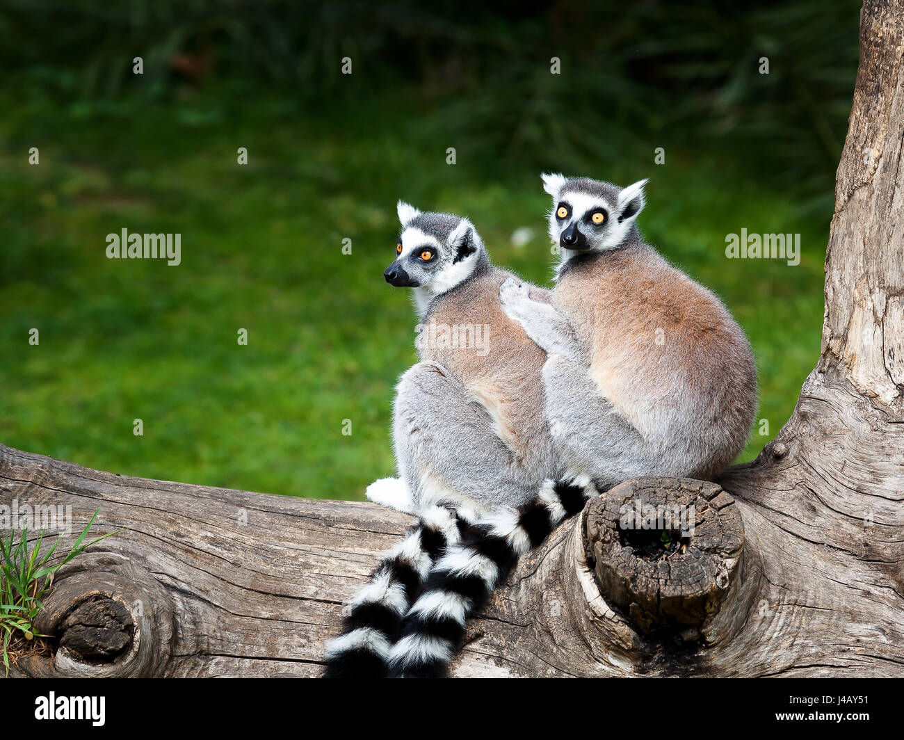 Two ring-tailed lemurs embraced together on a tree. Big eyes with ...
