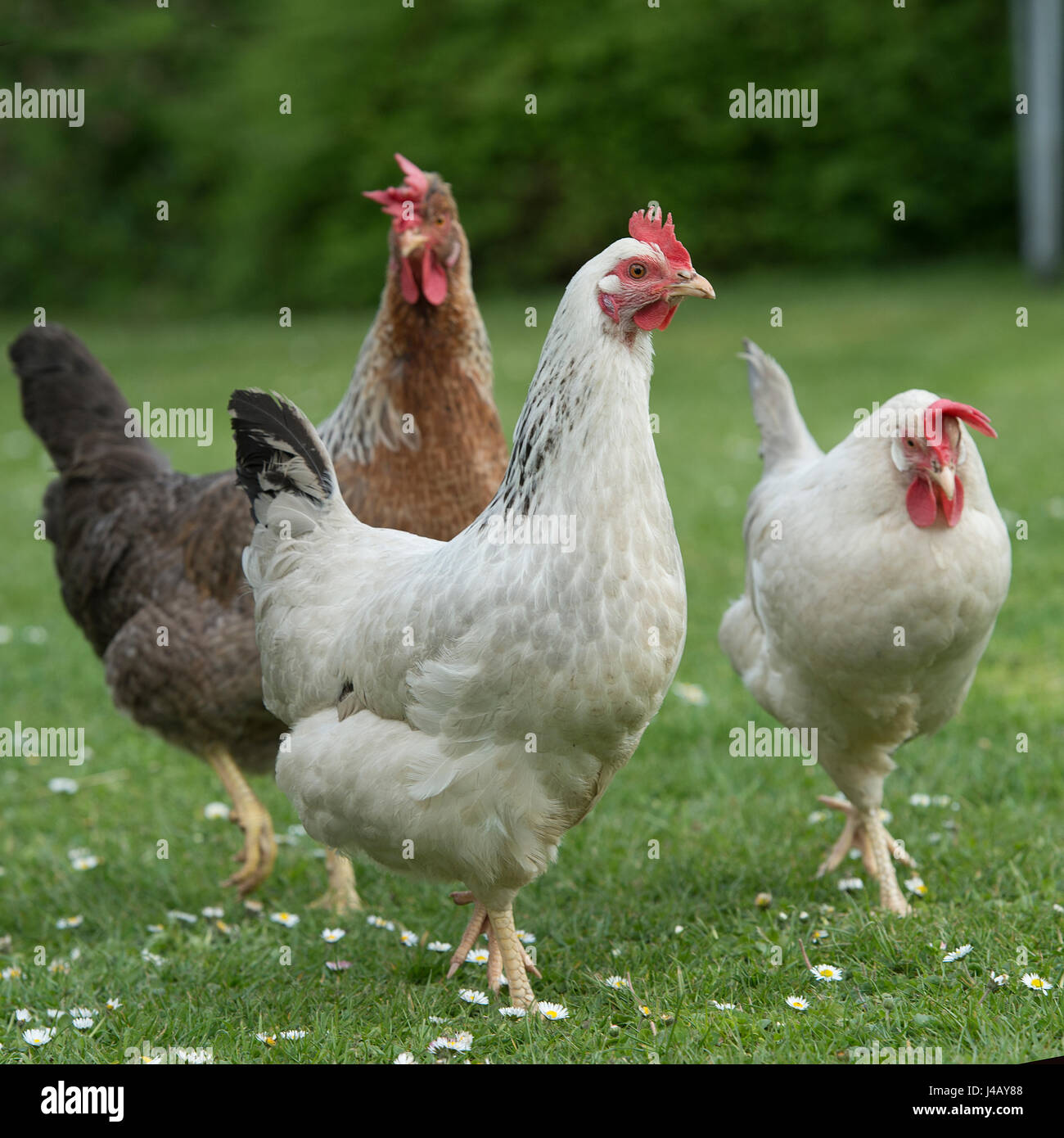 free range chickens Stock Photo - Alamy