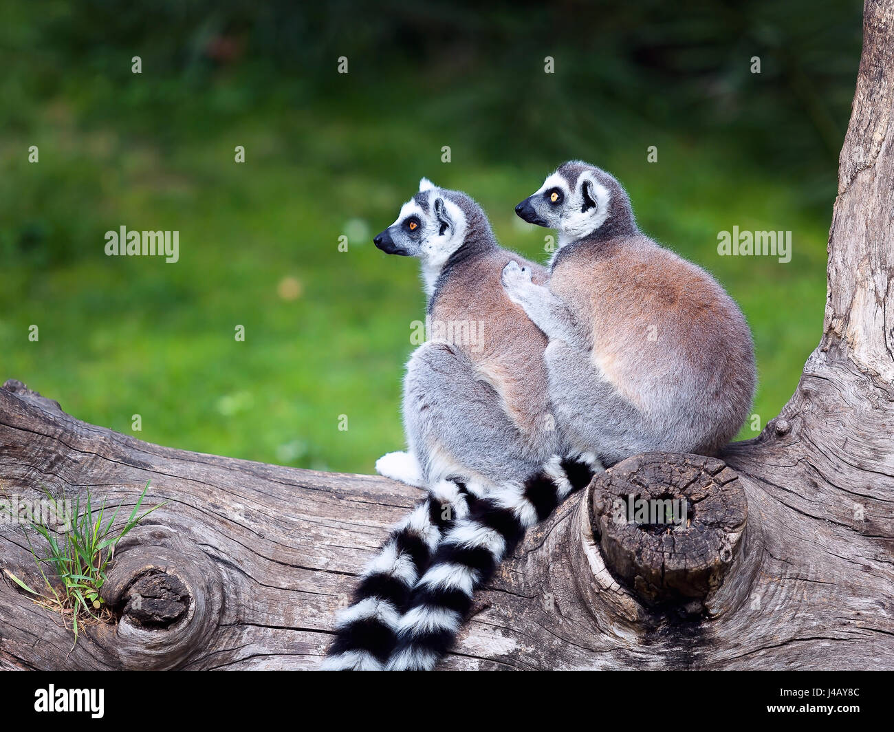 Two ring-tailed lemurs embraced together on a tree. Big eyes with ...