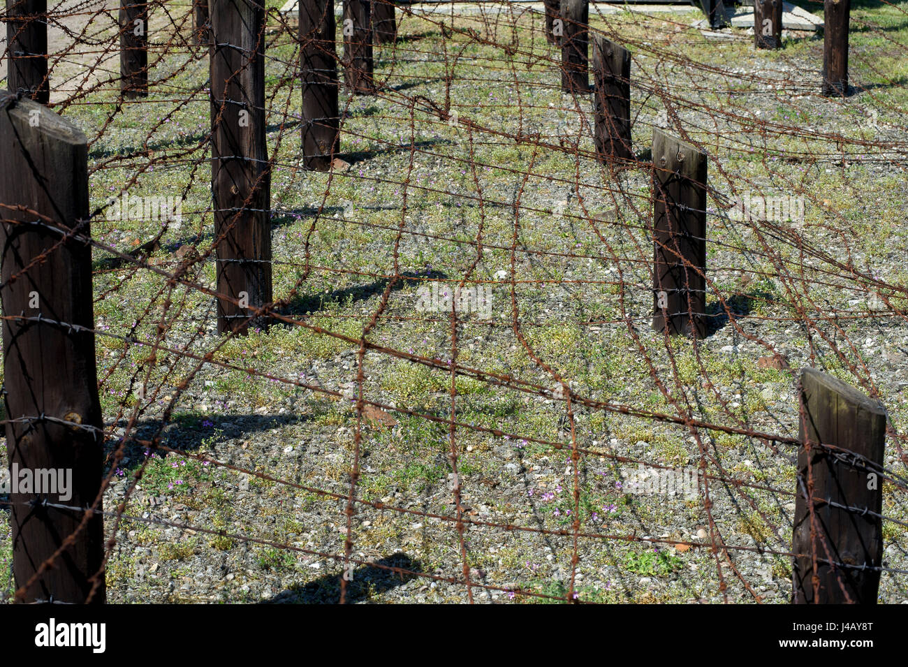 Barbed wire in Nazi German concentration camp KL Stutthof in 72 ...