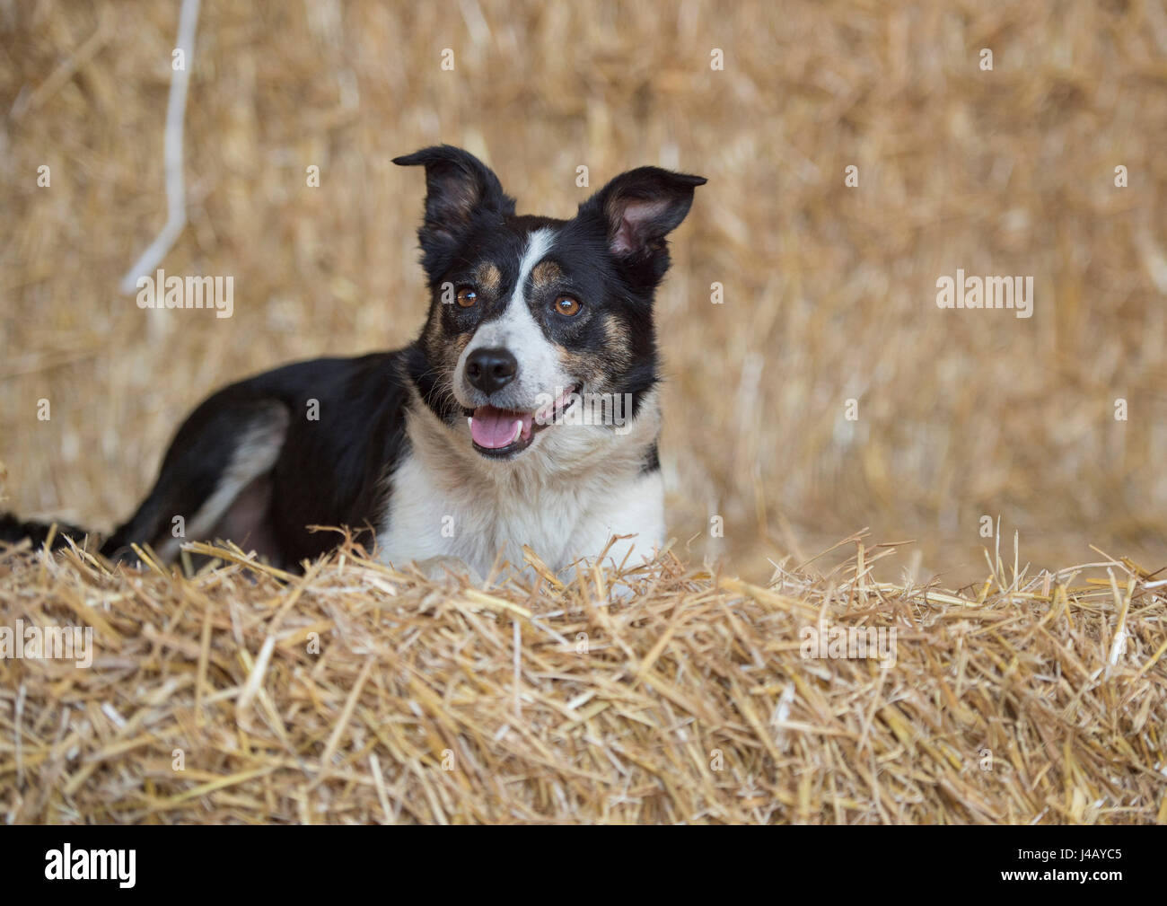 farm sheepdog in straw Stock Photo - Alamy