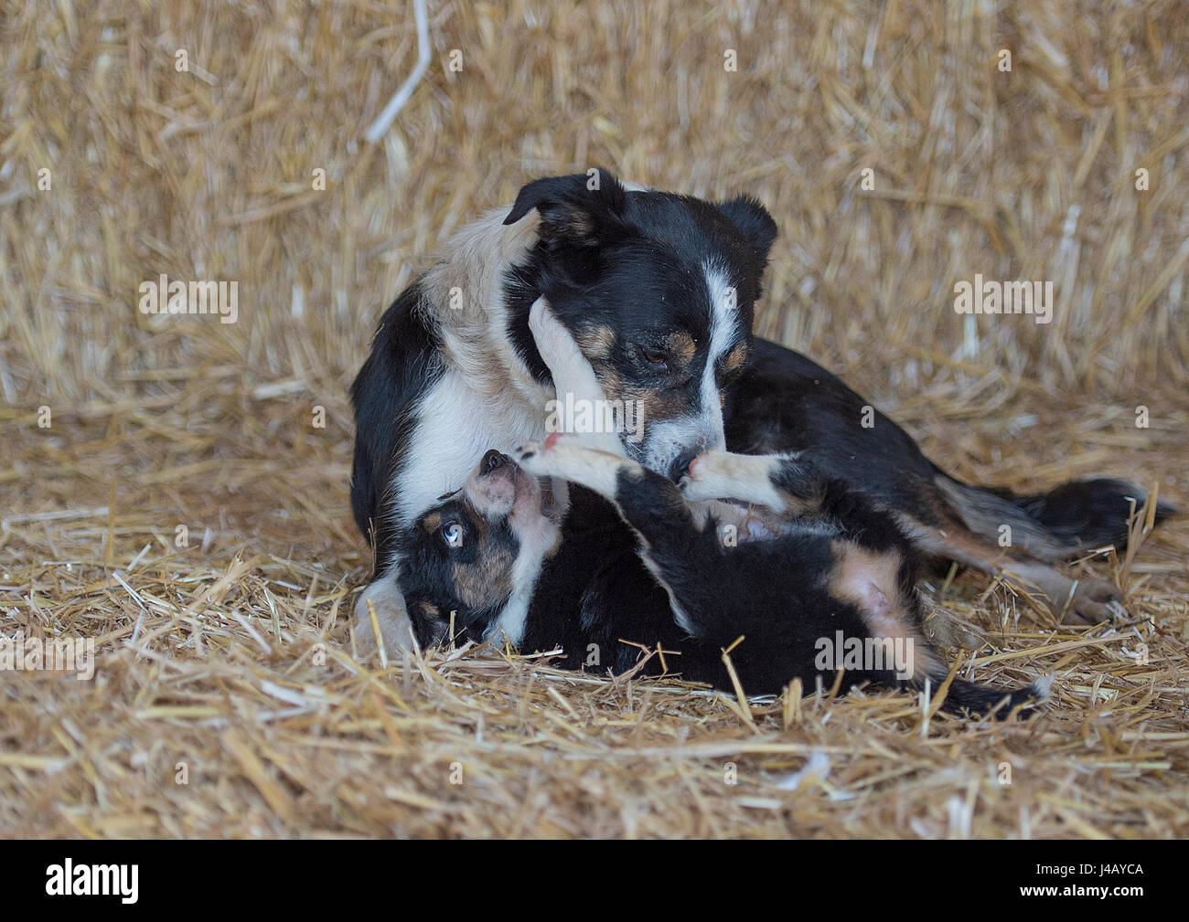 border collie dog and puppy on farm Stock Photo - Alamy