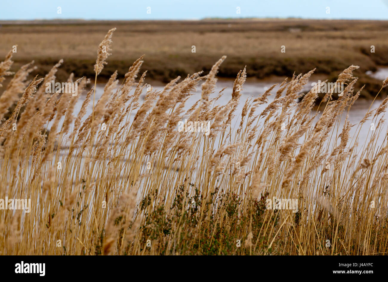 Reeds at Brancaster on the north Norfolk coast England UK Stock Photo ...