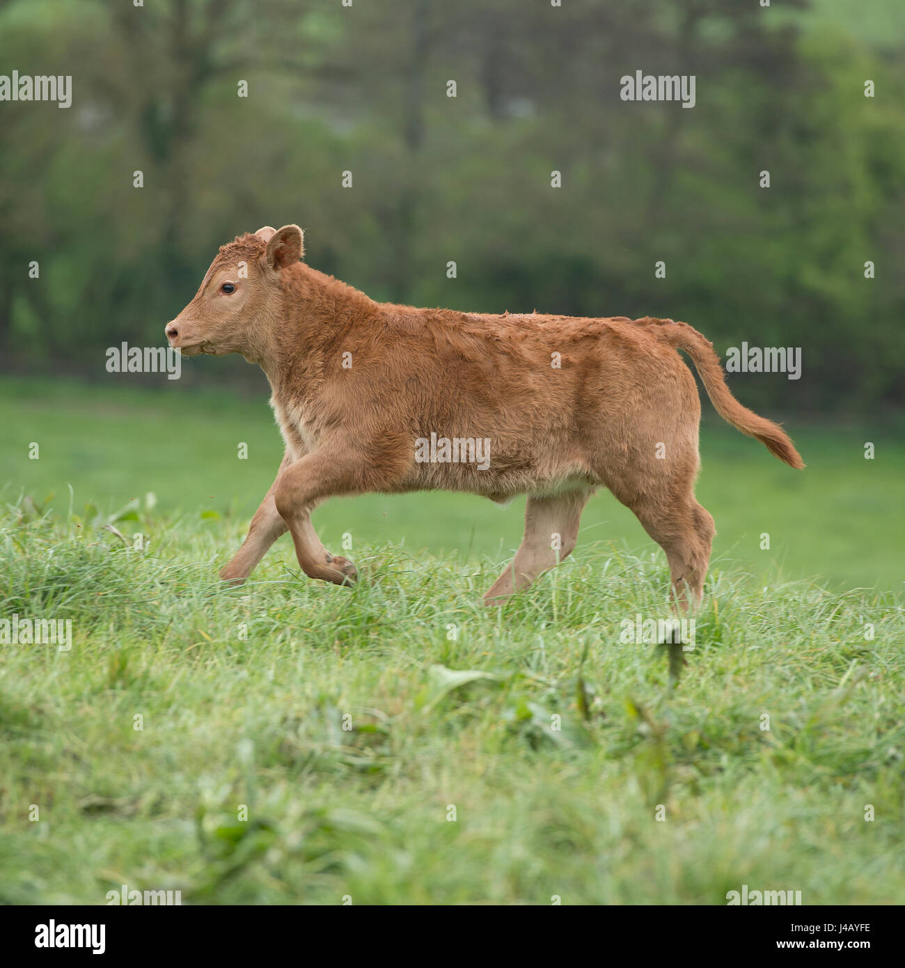 south devon calf Stock Photo - Alamy