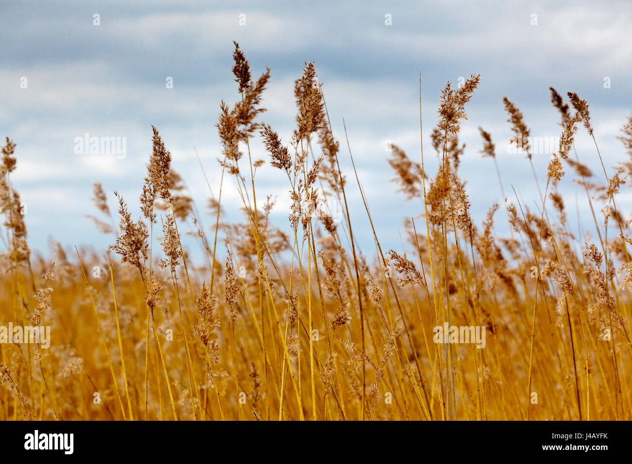 Norfolk reed beds hi-res stock photography and images - Alamy