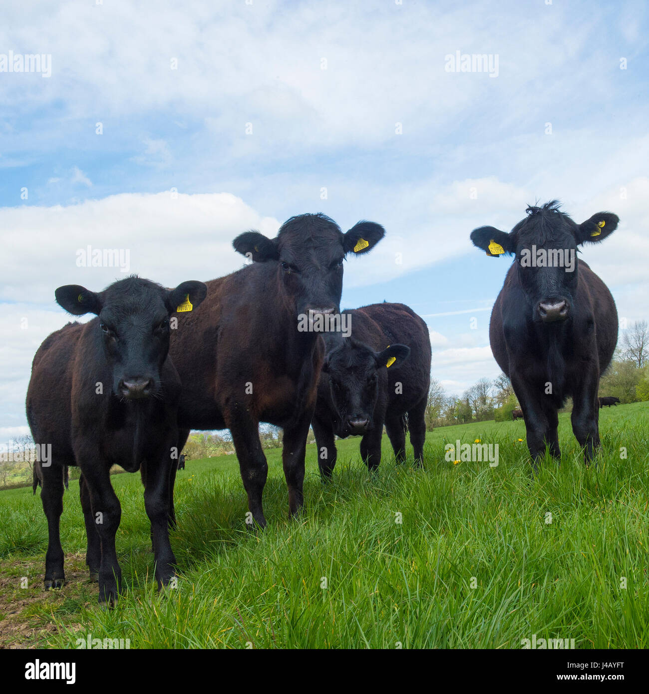 British native cows hi-res stock photography and images - Alamy