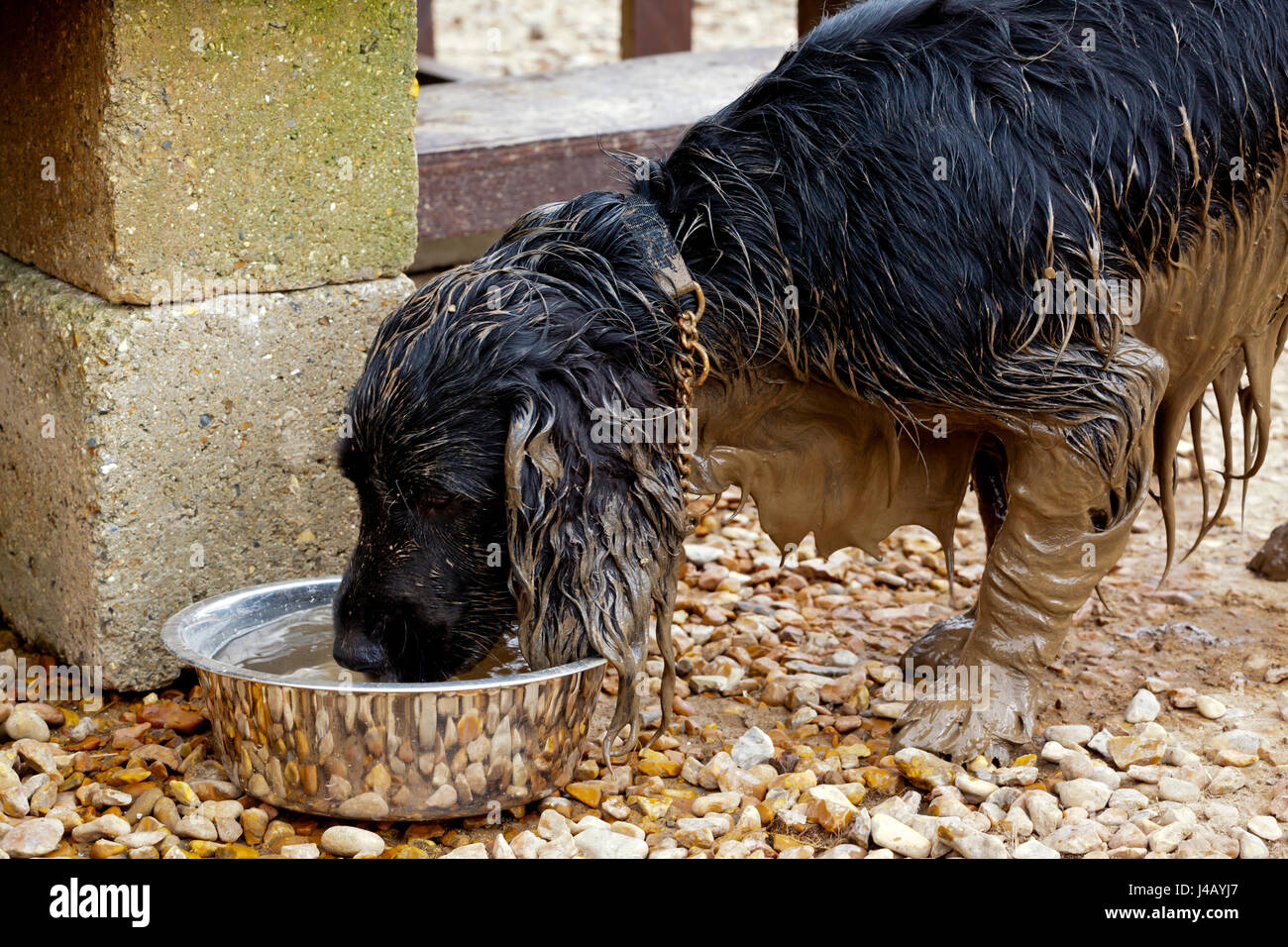 Wet and muddy working cocker spaniel domestic dog drinking from a metal ...