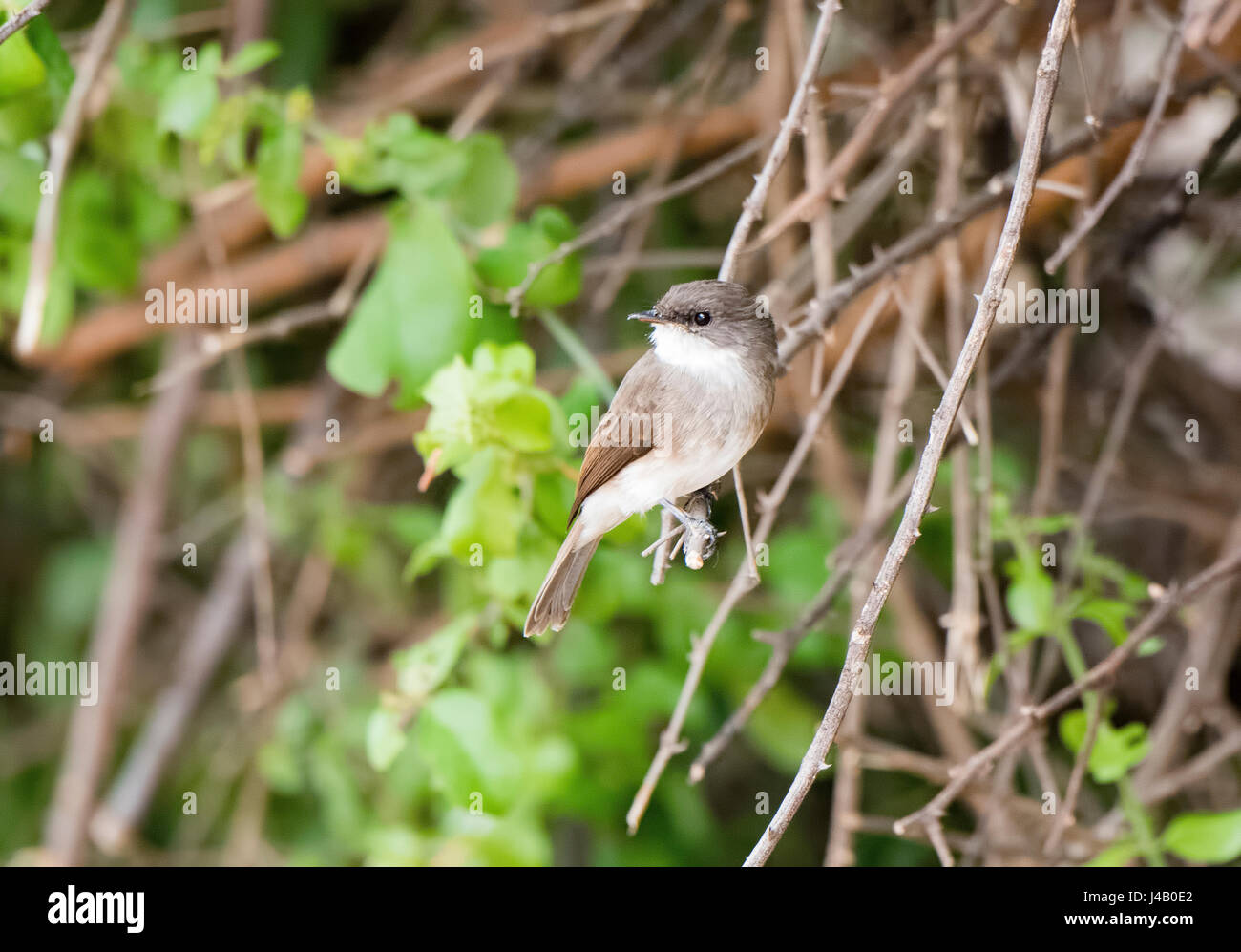 Swamp Flycatcher (Muscicapa aquatica) Perched on a Bramch in Northern ...