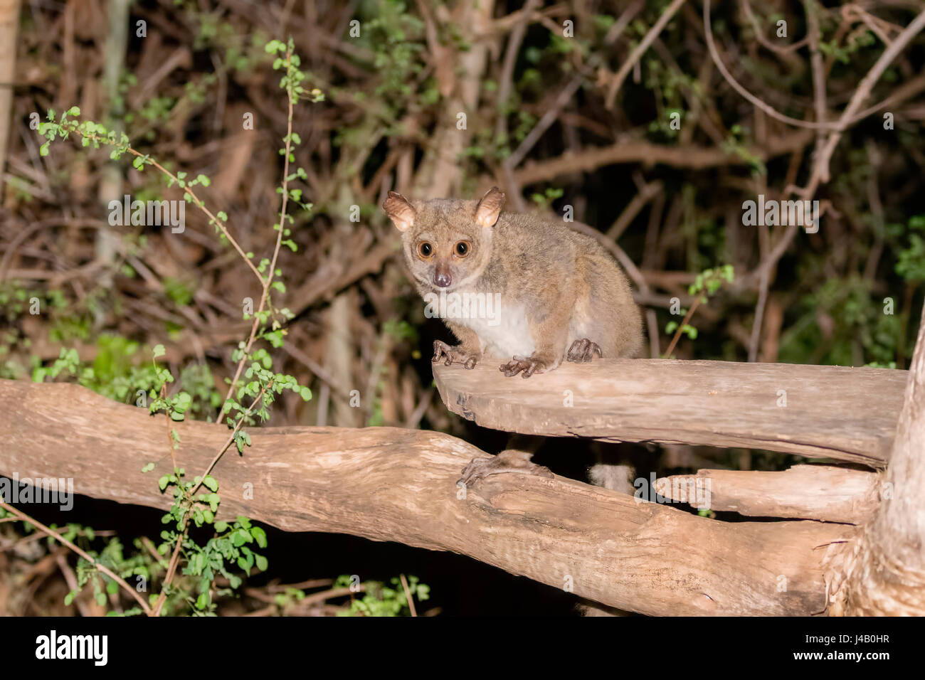Galago tree tree hi-res stock photography and images - Alamy