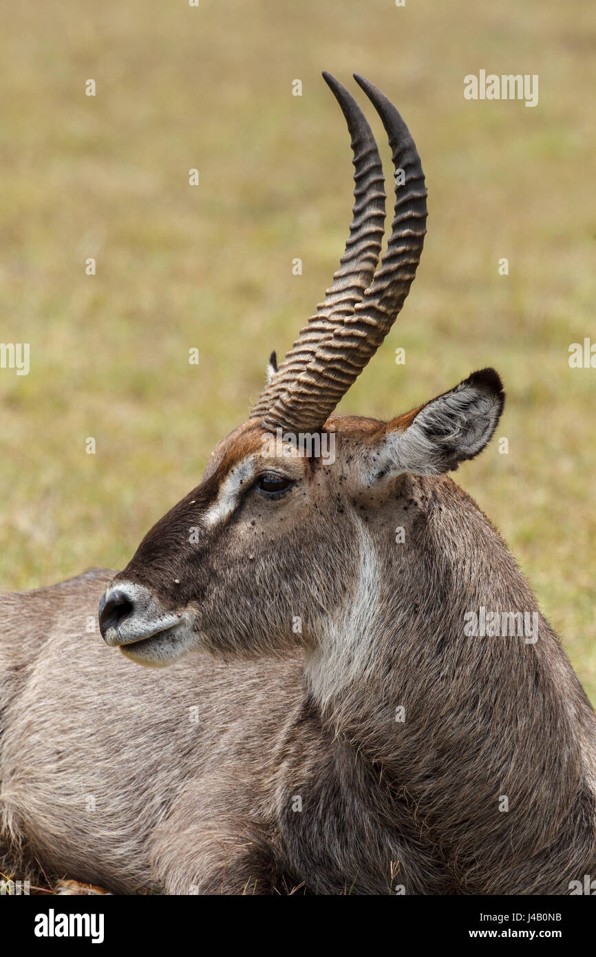 A dominant Waterbuck stag takes a rest at Arusha National Park ...