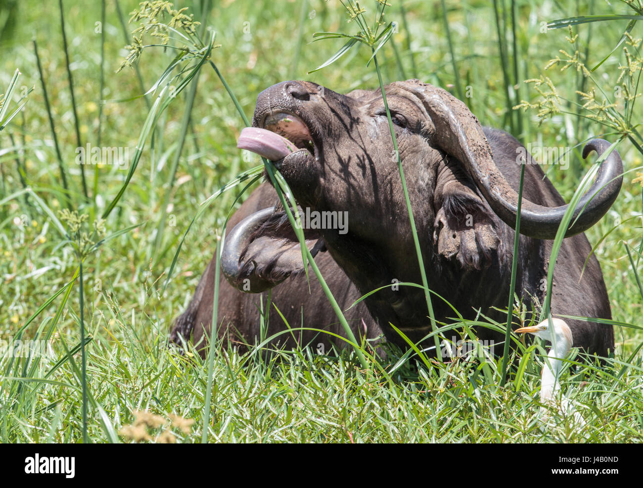 African buffalo feeding in a swamp in Lake Manyara,Tanzania Stock Photo ...