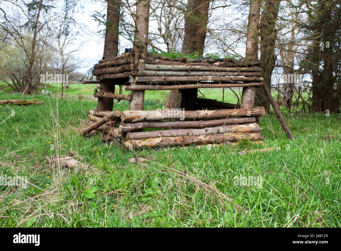 Bird woods hi-res stock photography and images - Alamy