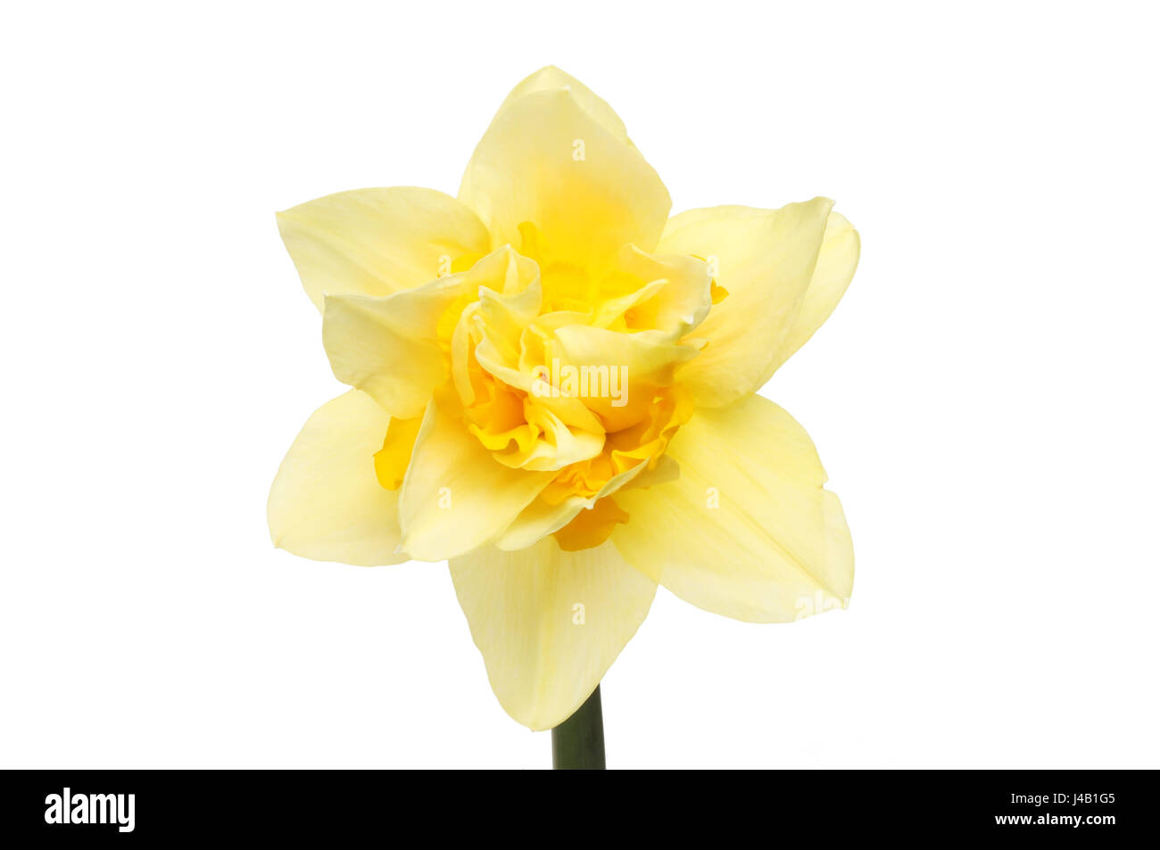 Frilly pale and deep yellow Daffodil flower isolated against white ...