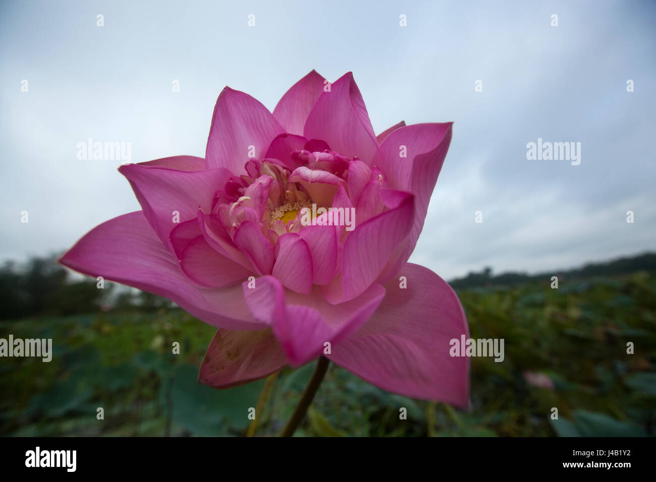 Padma phul hi-res stock photography and images - Alamy