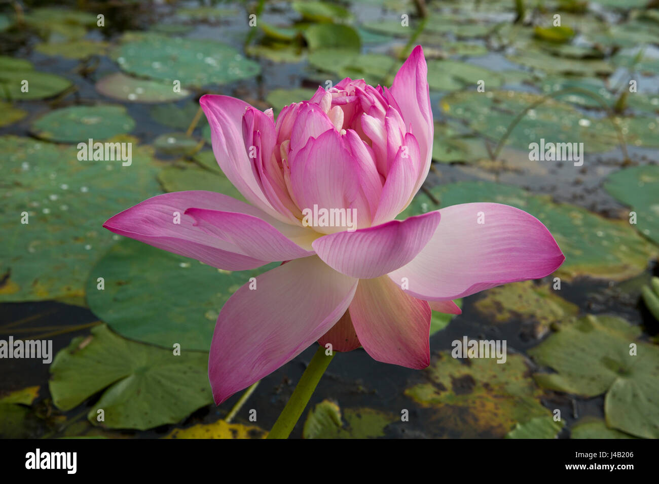 Phul Stock Photos & Phul Stock Images - Alamy