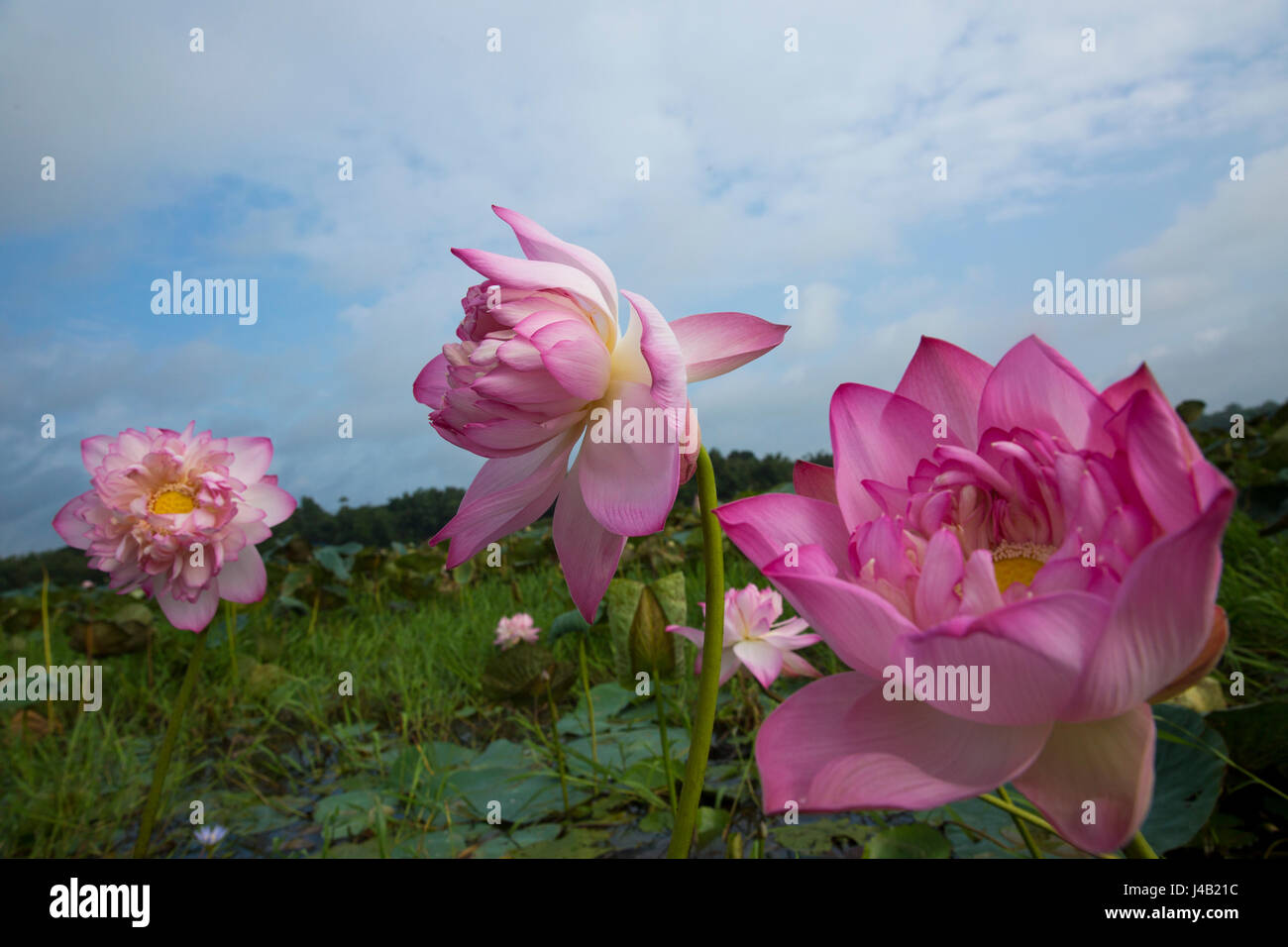 Lotus locally called Padma Phul on the wetland in Brahmanbaria ...