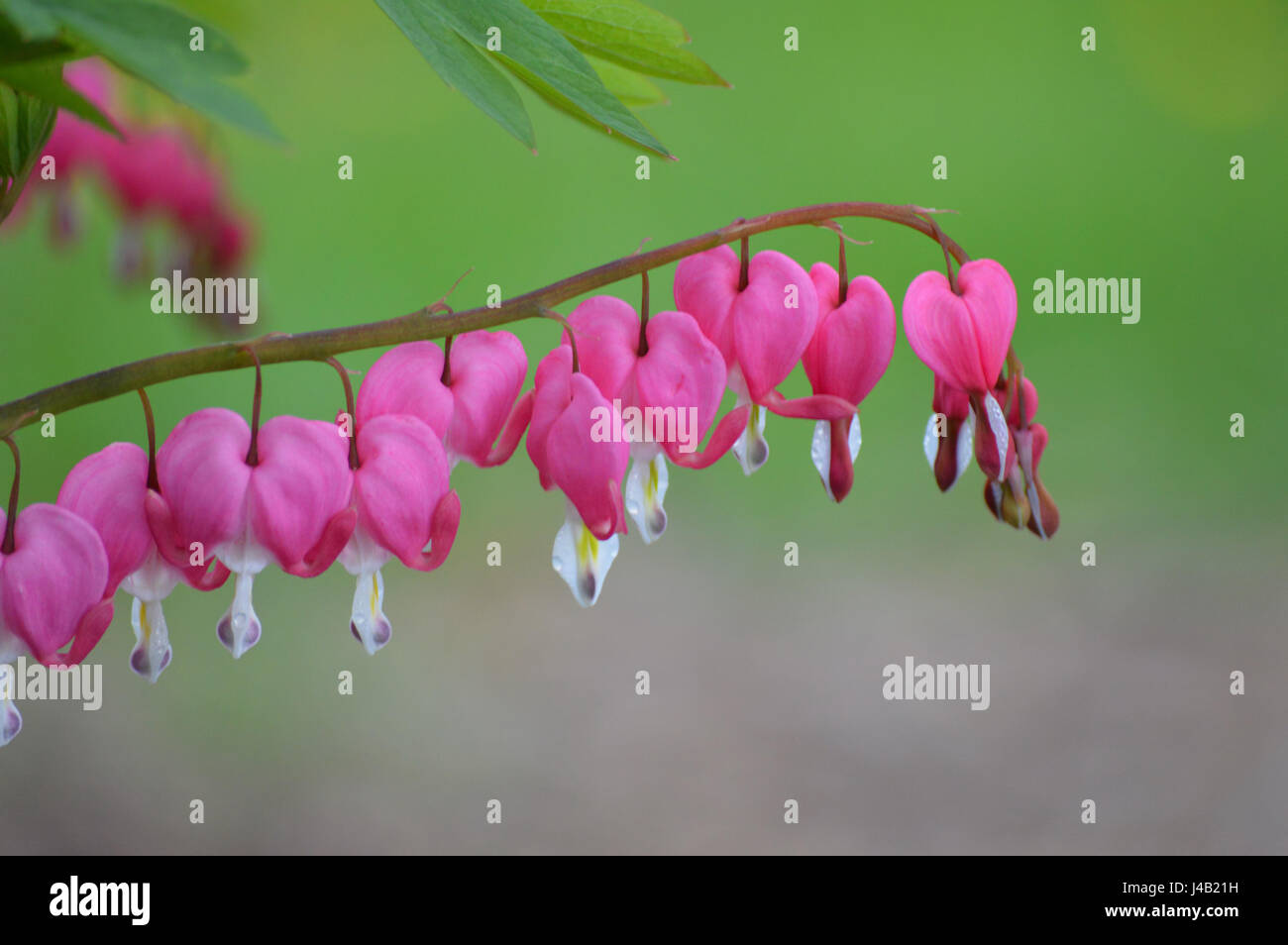 Bleeding Heart Flowers Stock Photo - Alamy