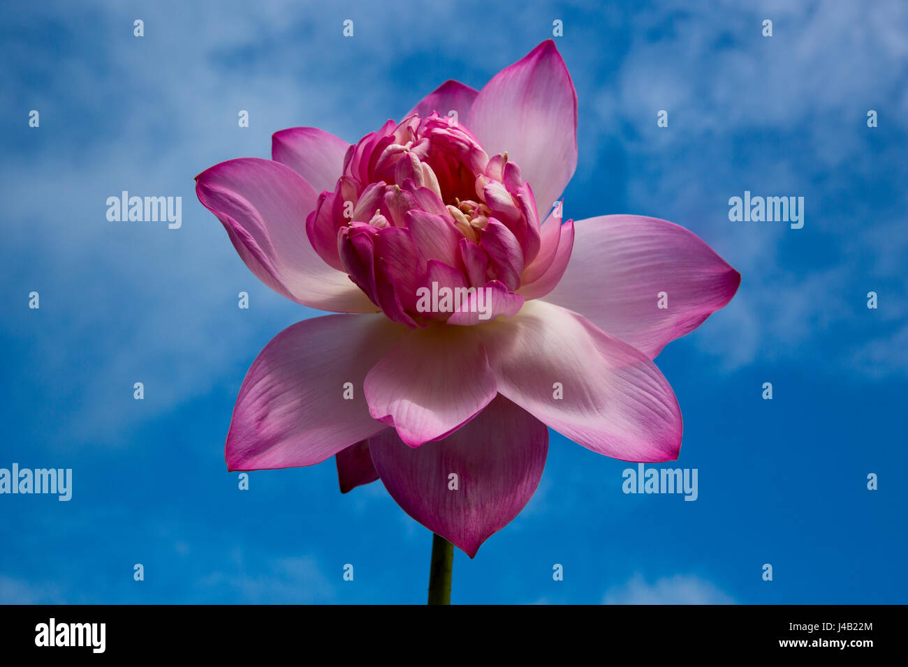 Padma phul hi-res stock photography and images - Alamy