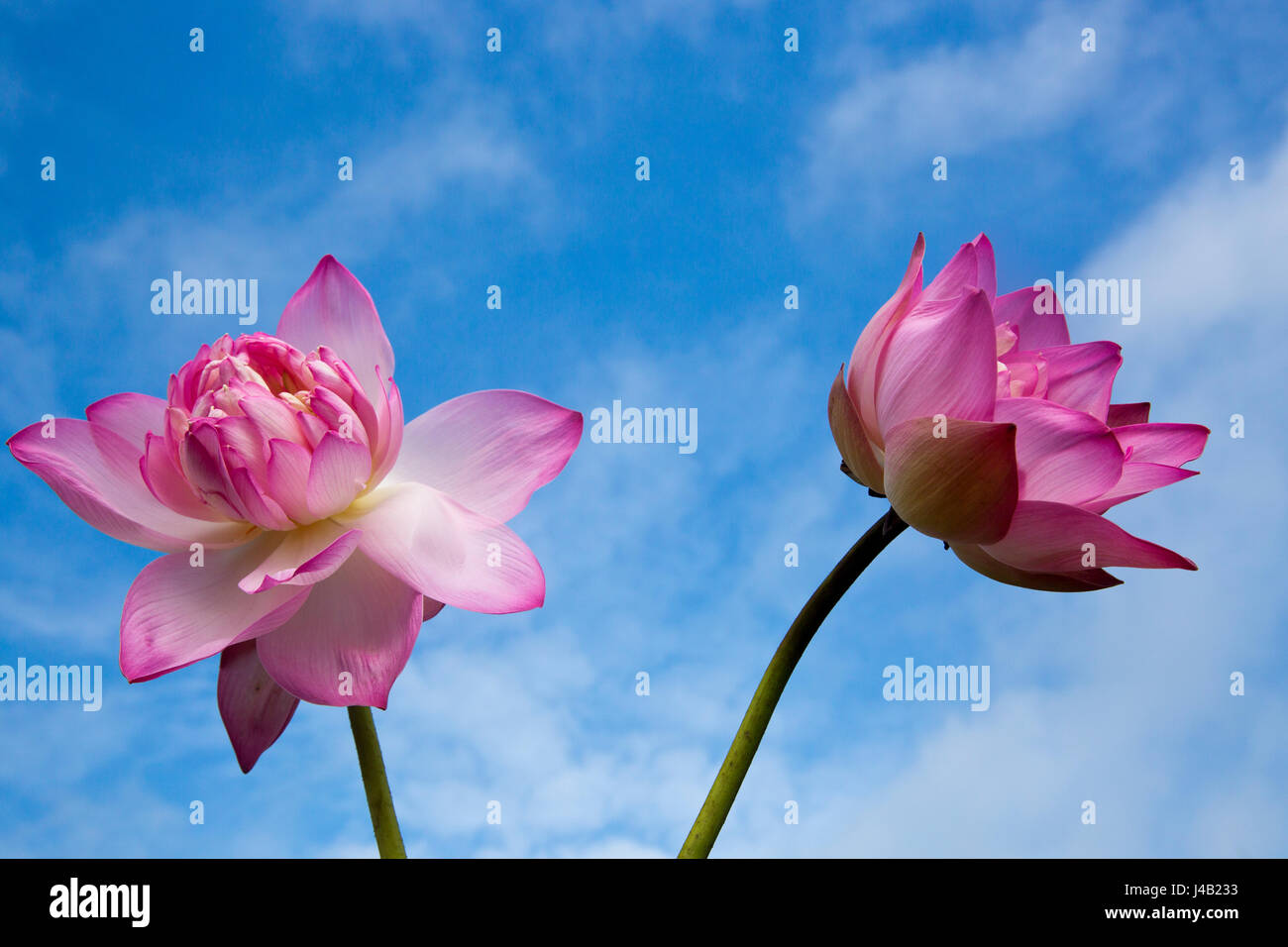 Padma phul hi-res stock photography and images - Alamy