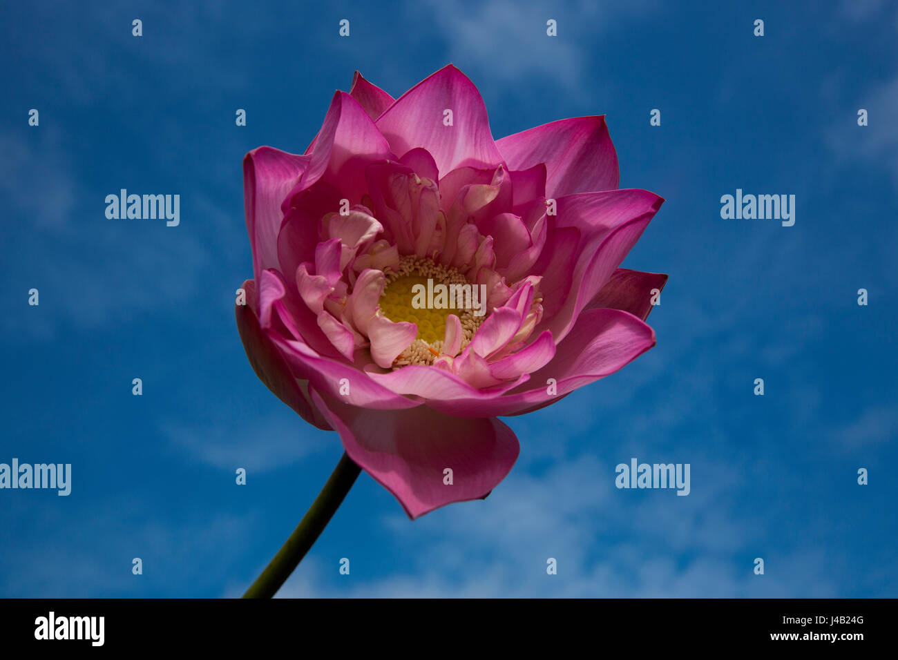 Padma phul hi-res stock photography and images - Alamy