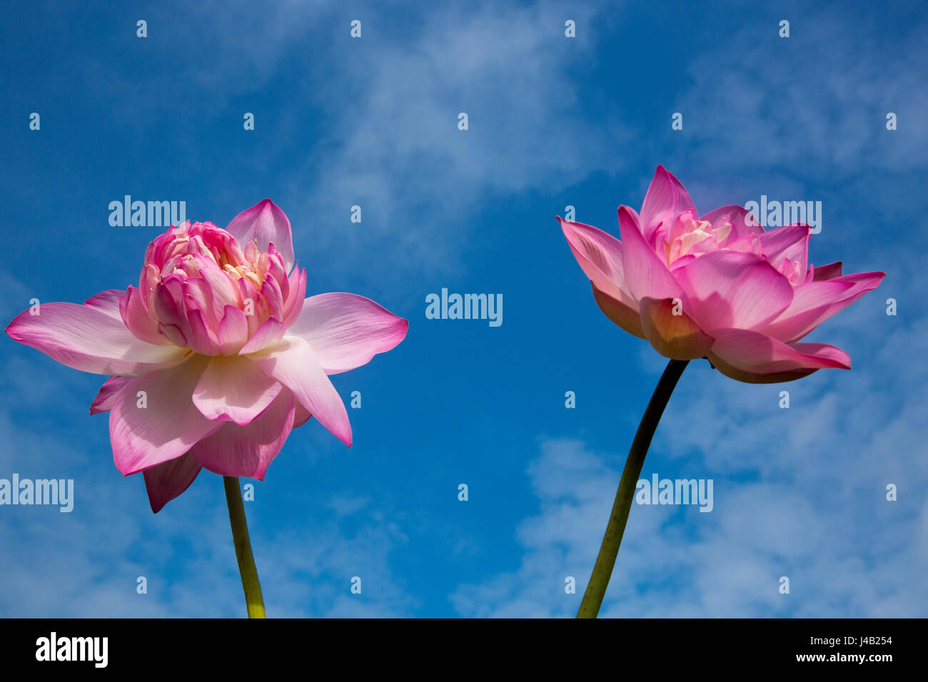 Lotus locally called Padma Phul on the wetland in Brahmanbaria ...
