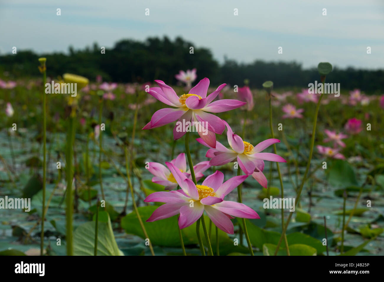 Phul hi-res stock photography and images - Alamy