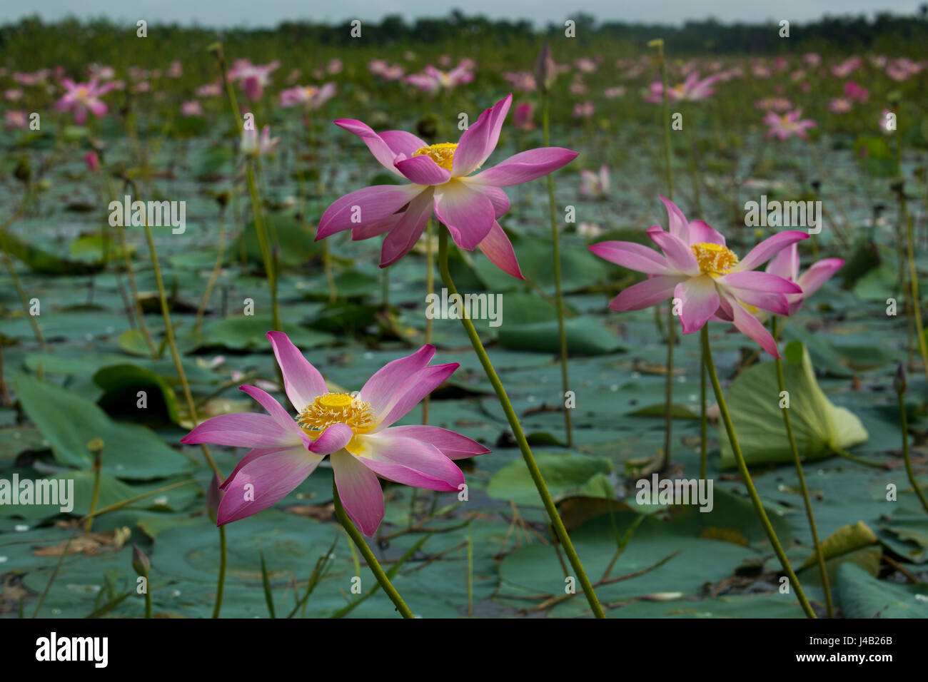 Sacred grove india hi-res stock photography and images - Alamy