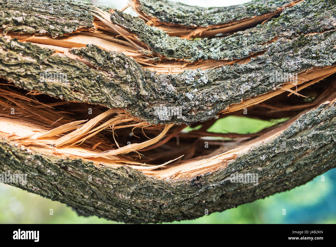 Thick cracked branch of a tree after a hurricane, close-up Stock Photo ...