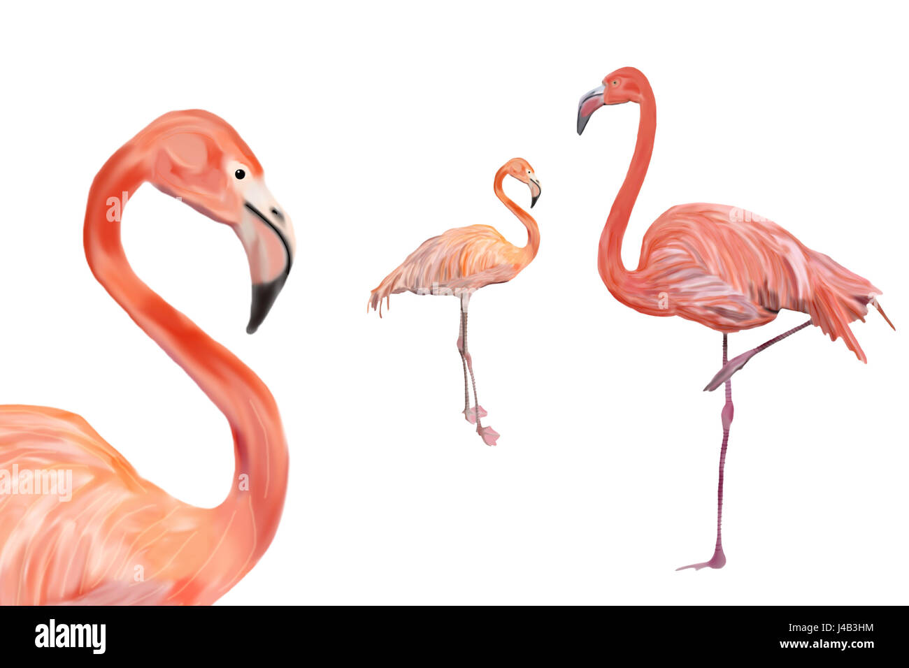 Three flamingos isolated in front of white background, different ...