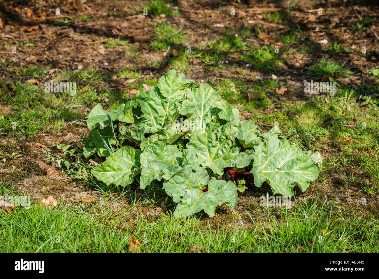 Rhubarb plant growing a garden with green grass in the spring Stock ...