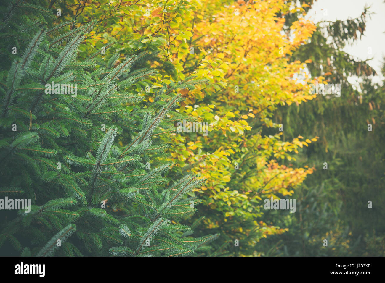 Trees in a forest in yellow and green colors in the fall Stock Photo ...