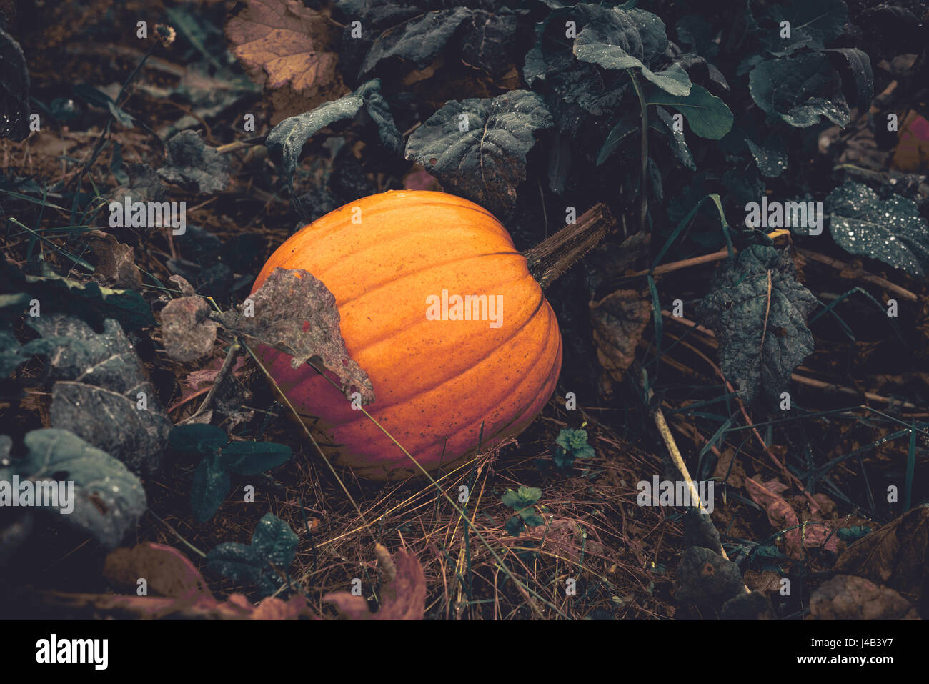 October rainy september hi-res stock photography and images - Alamy