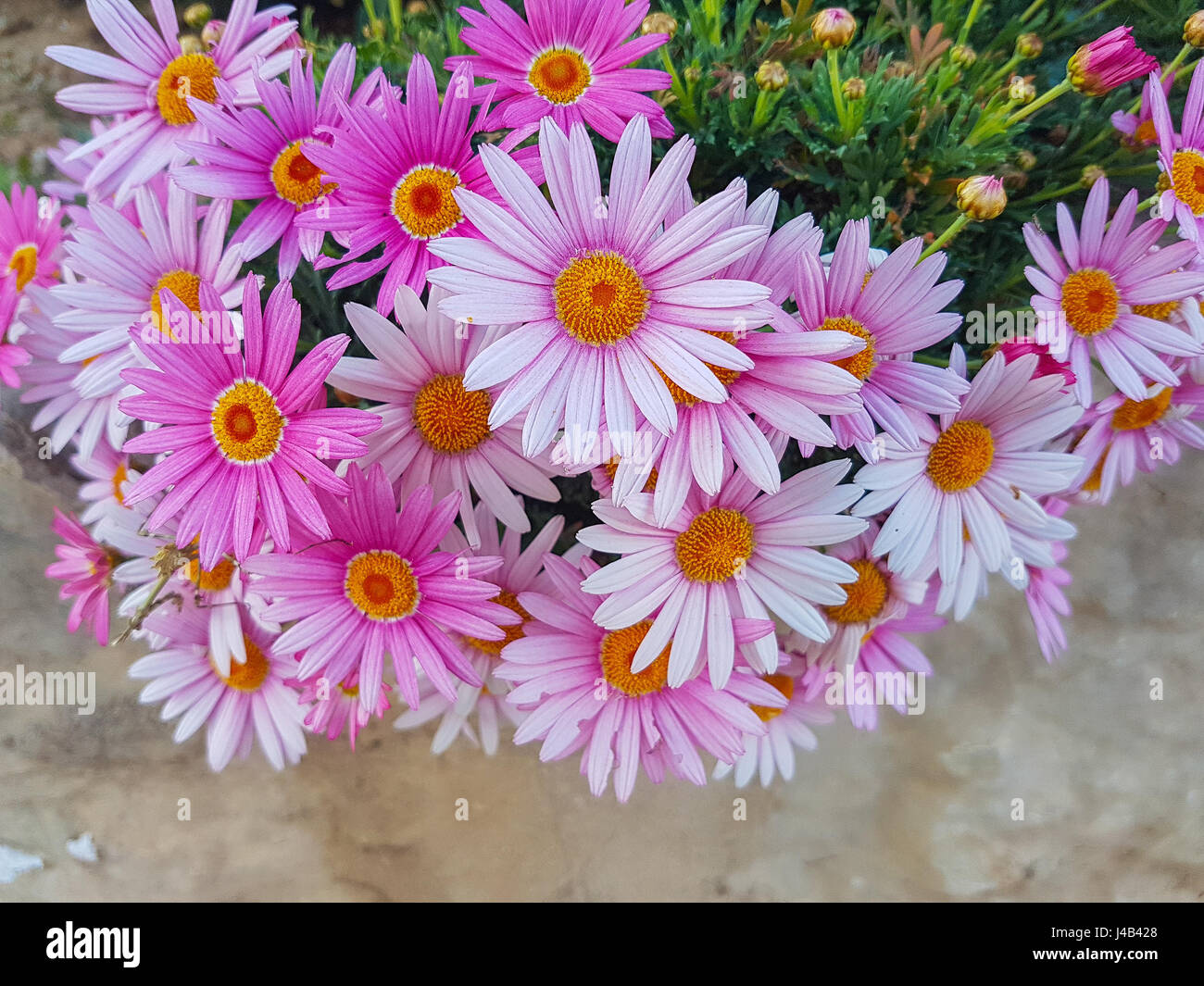 Nice flowers in spring Stock Photo - Alamy