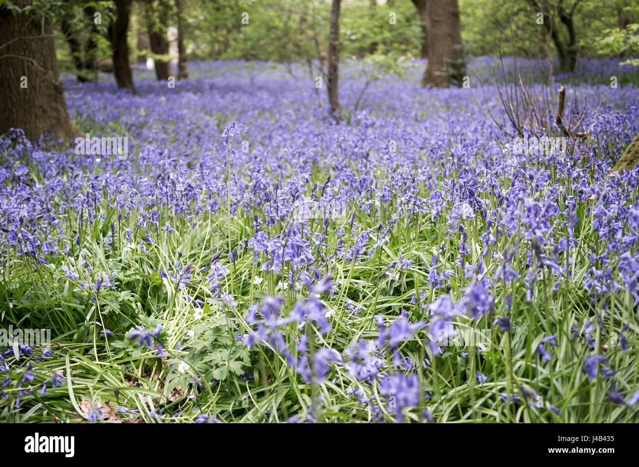 Bluebells under a tree hi-res stock photography and images - Alamy