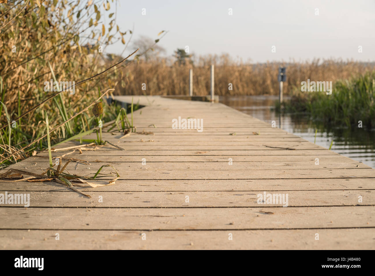 Wooden pier by a lake in autumn with planks of tree near the water ...