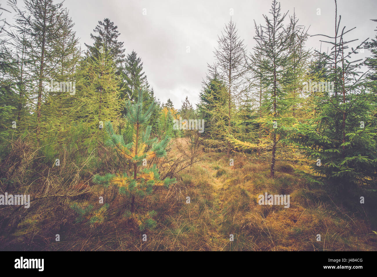 Pine trees with colorful needles in the fall Stock Photo - Alamy