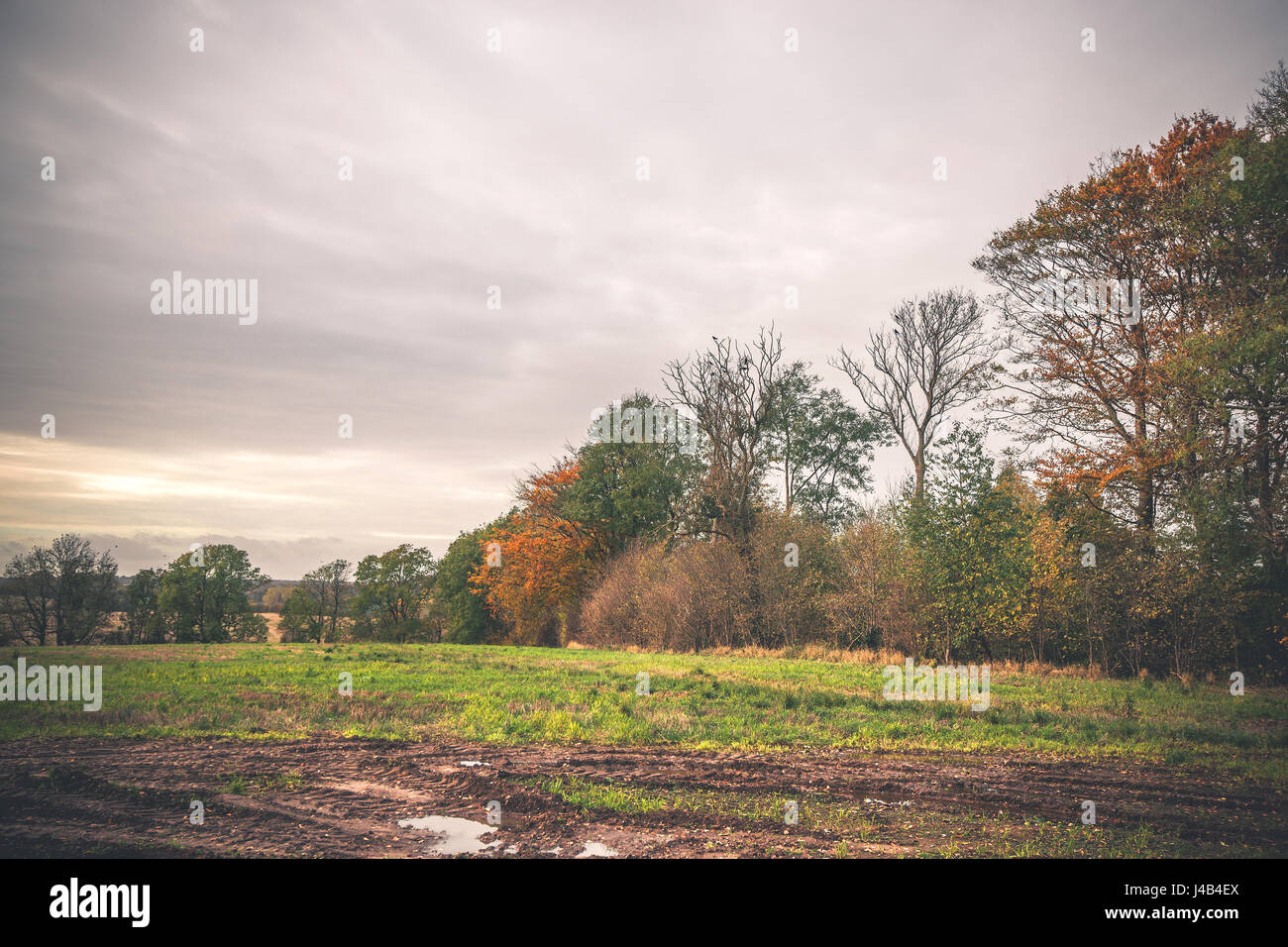 Muddy wheel tracks on a field in the fall surrounded by trees and in ...