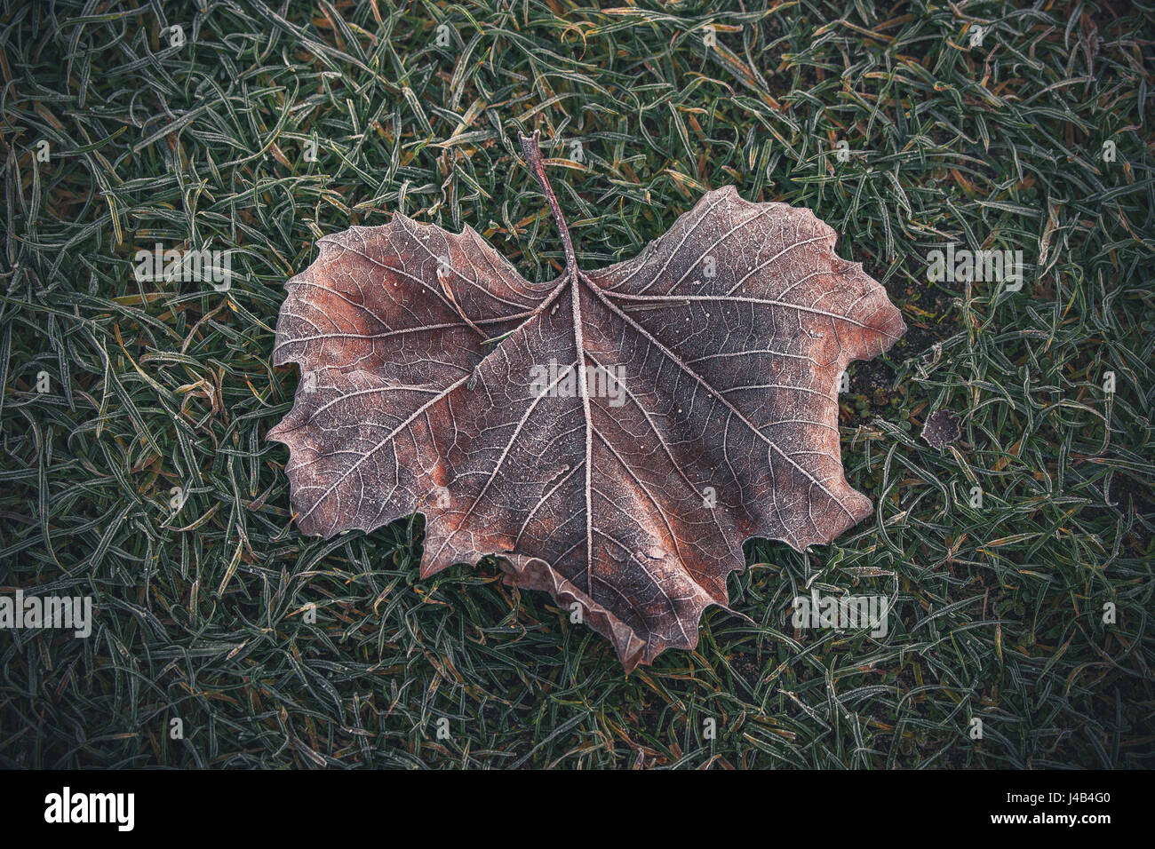 Frozen leaf with beautiful patterns in the green grass on an cold ...