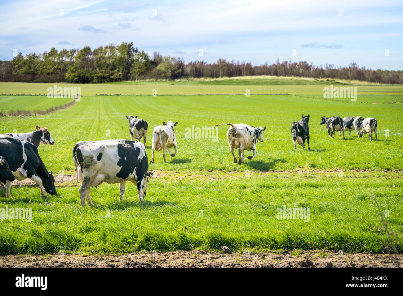 Cows run into the green field for the first time in the spring and are ...