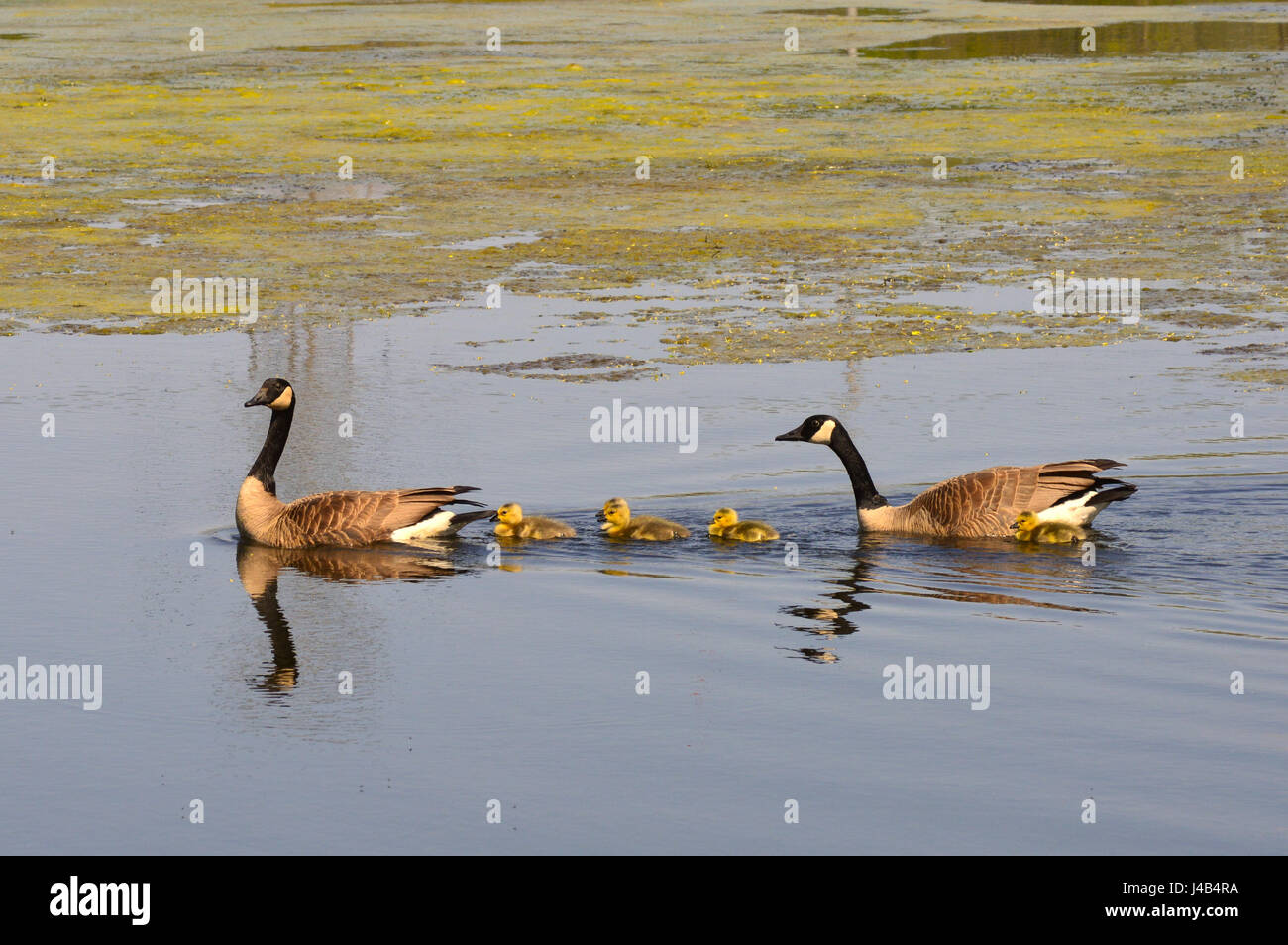 Geese Family at the Lake Stock Photo - Alamy