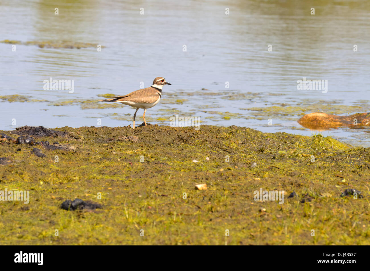 Bird at the lake Stock Photo - Alamy