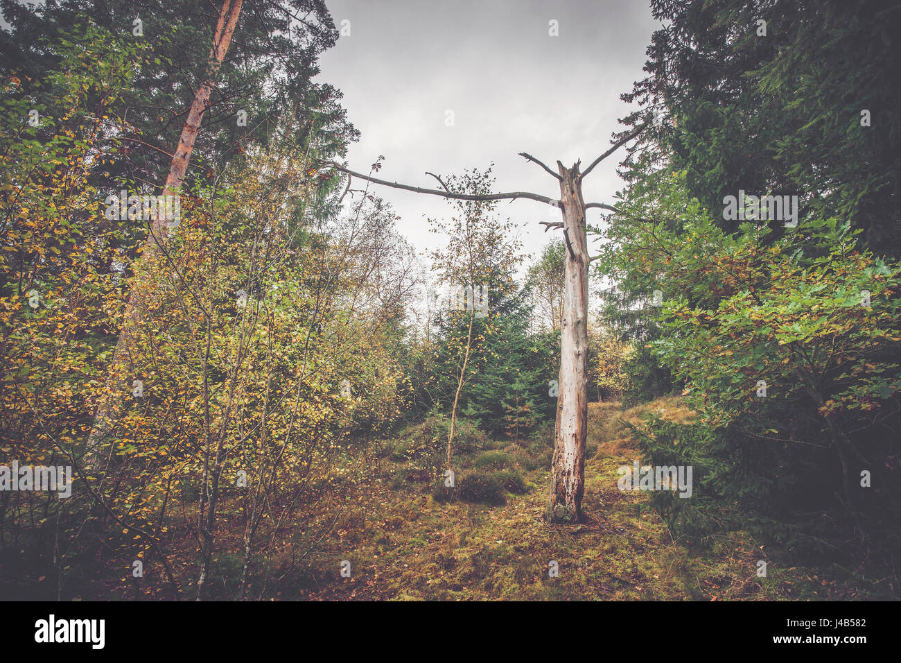 Barenaked tree log in a forest with pine and birch in autumn Stock ...