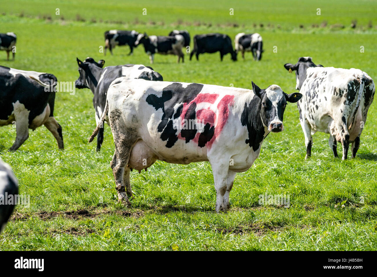 Black gram field hi-res stock photography and images - Alamy