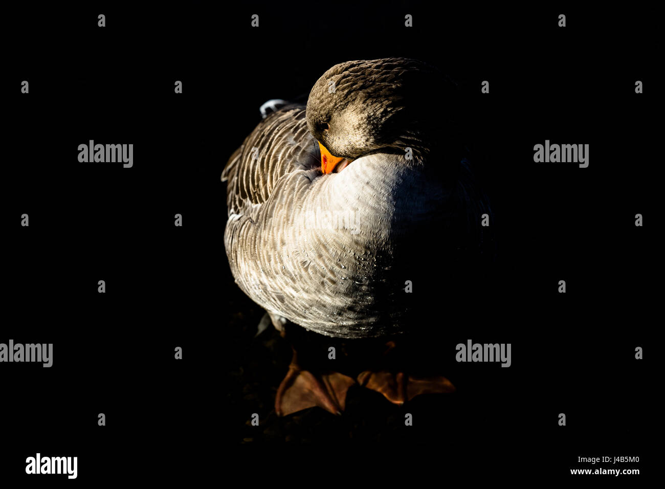 Goose side view hi-res stock photography and images - Alamy