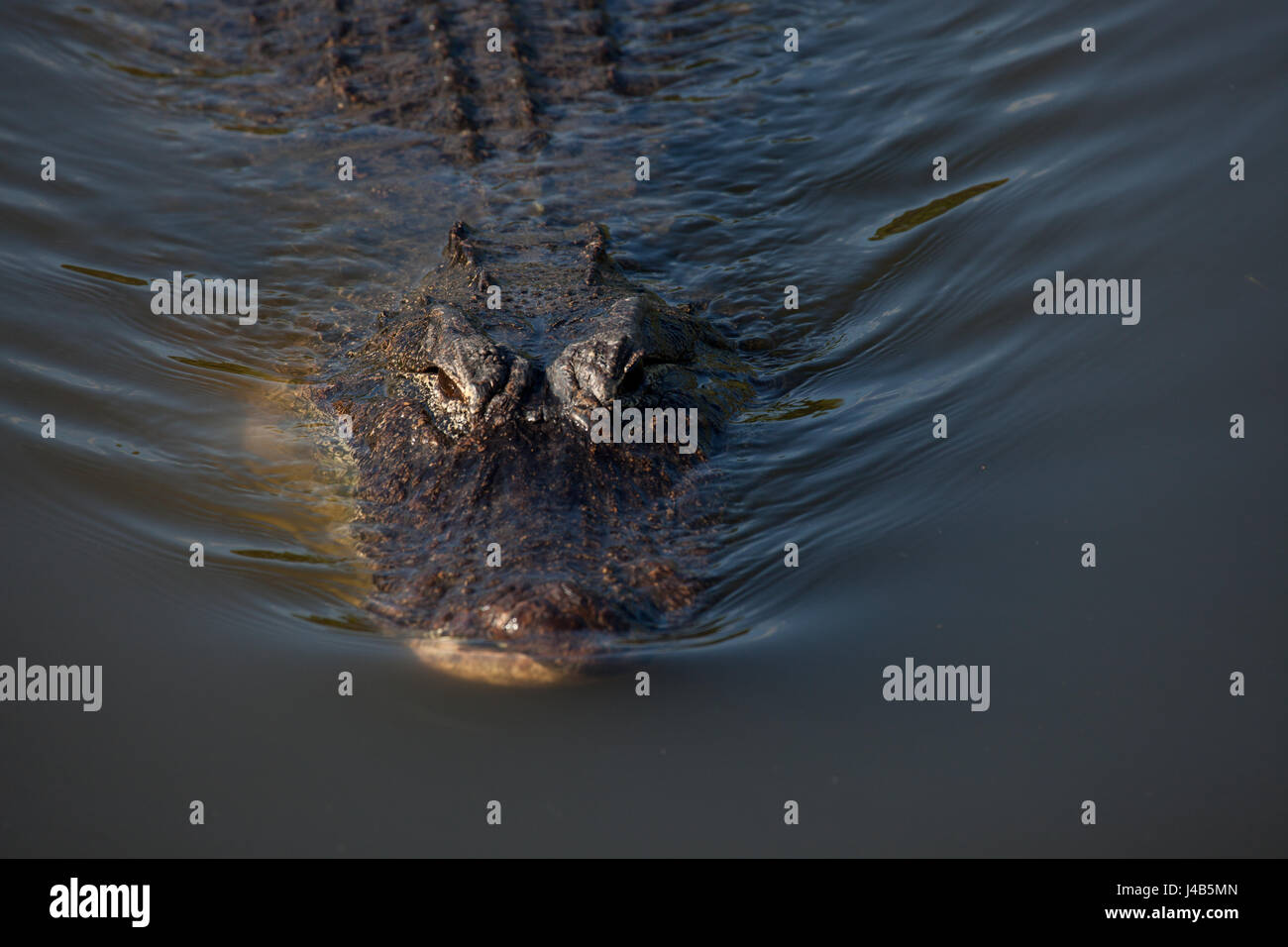 Alligator eyes hi-res stock photography and images - Alamy
