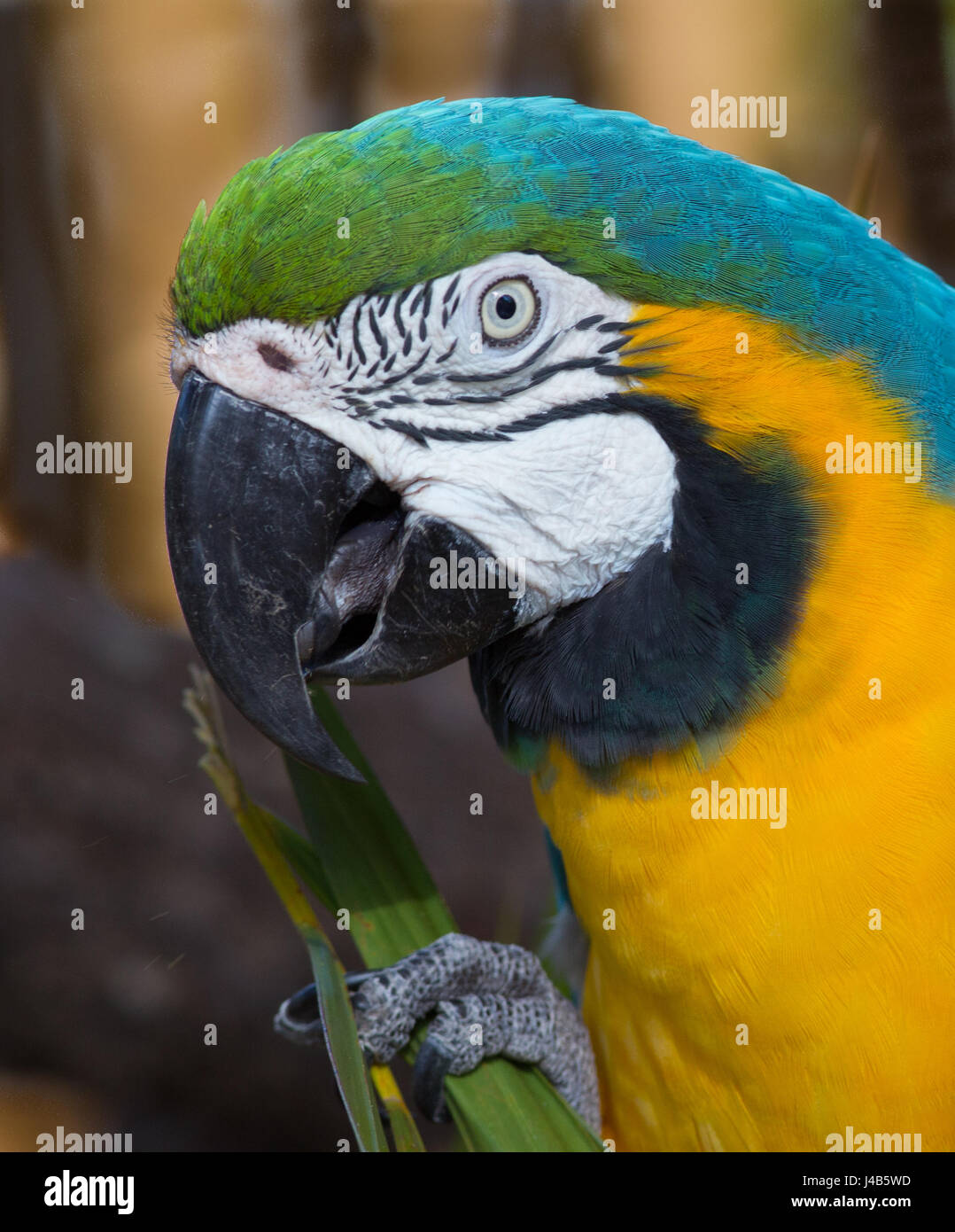 Colorful Macaw parrot in profile Stock Photo - Alamy
