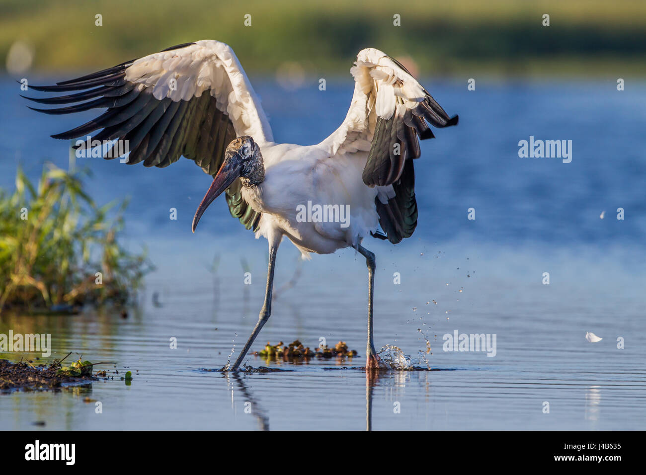 Spread wide hi-res stock photography and images - Alamy