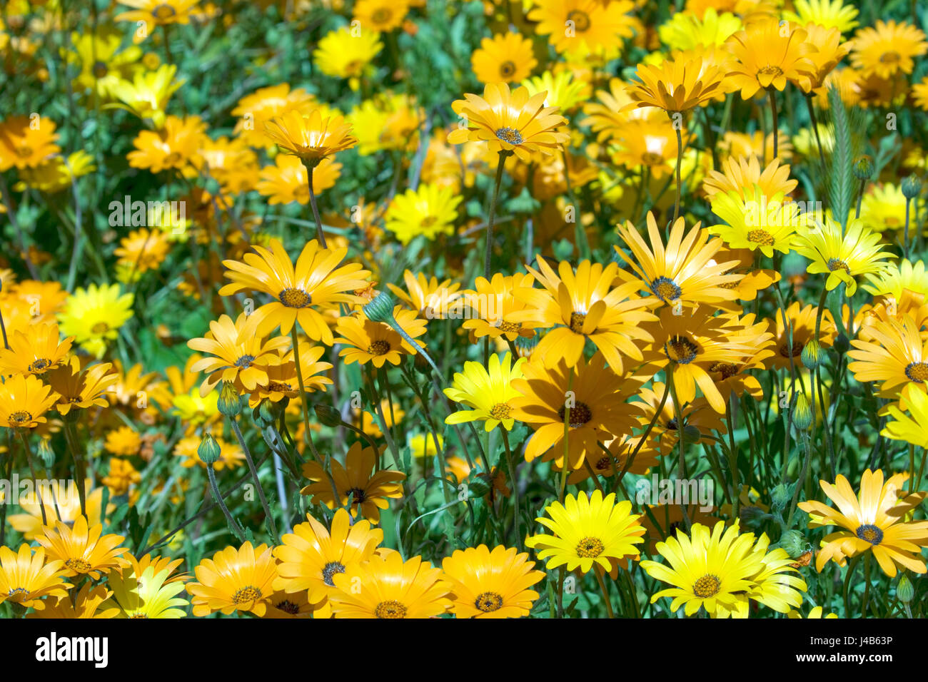 Terminal corymbose cymes hi-res stock photography and images - Alamy