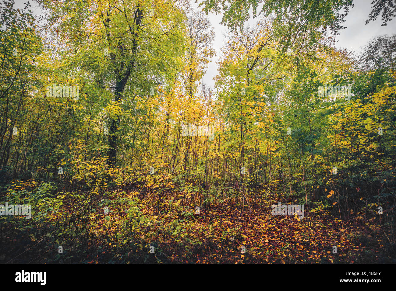 Autumn colors in the forest with autumn leaves changing colors from ...